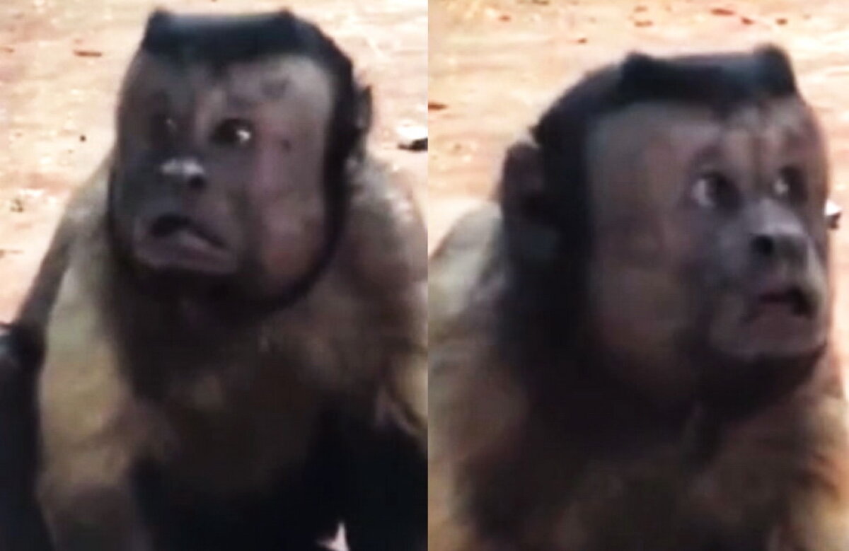 VIDEO Așa ceva nu ai văzut niciodată! Această maimuță are față de om